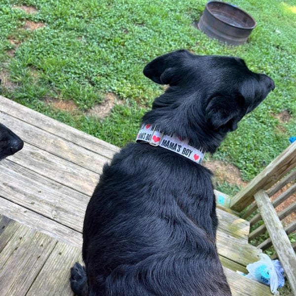 Turkeys on Black Greyhound Martingale Dog Collar 1.5, 2, Buckle ...
