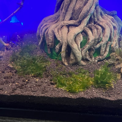 Live Subwassertang Moss Aquarium Plant Fast and Easy to Grow With Low ...