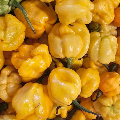 Whole Fresh Scotch Bonnet Peppers. Fresh Pods of Genuine Scotch Bonnets ...