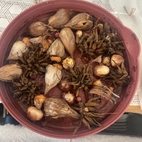 Clearance 20 Ixia Blue Bird Flower Bulbs From Easy to Grow - Etsy