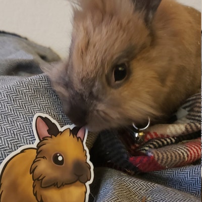 Black Tort Lionhead Rabbit Sticker Cute Lionhead Bunny Sticker ...