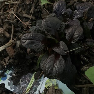 Ajuga Feathered Friends fierce Falcon Plant in 3 1/2 Pot Perennial ...