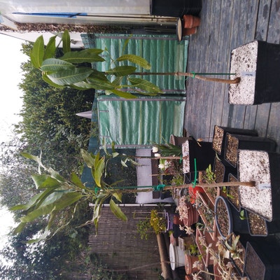 2-3ft Grafted Mango Neelam Neelum Mango mangifera - Etsy