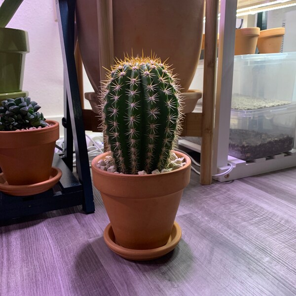 Echinopsis Candicans (argentine Giant) XXL Live Cactus Plant Rooted ...