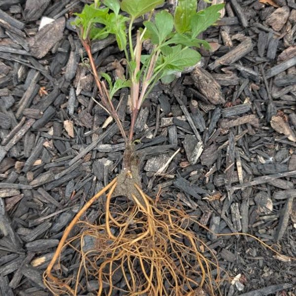 Blushing Lilac Cuttings 'krasavitsa Moskvy' Live Plant Cutting No Roots ...