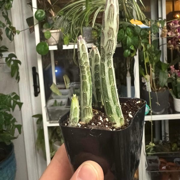 Ficus Triangularis Variegated | 4in Pot | Cuttings - Etsy