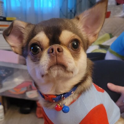 Strawberry Cat Collar Strawberry Kitten Collar Strawberry Collar ...