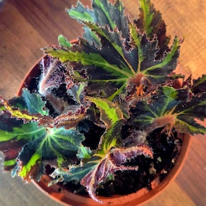 Stapelia Leendertziae Black Bell Carrion Flower. Maroon Cup Starfish ...