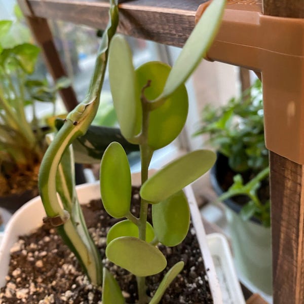 Green String Houseplant String of Coins Indoor or Outdoor Plant Easy ...