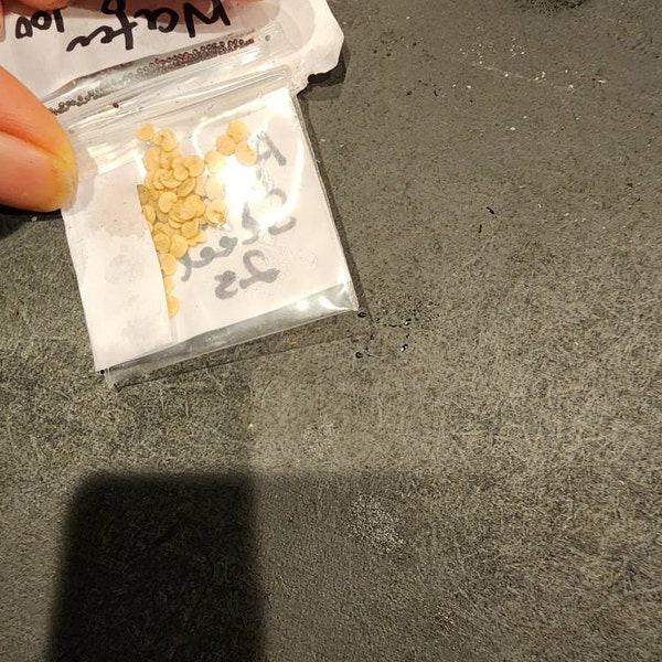 Scent Leaf SEEDS, Clove Basil, African Basil, Nchanwu, Efirin, Ntonng ...