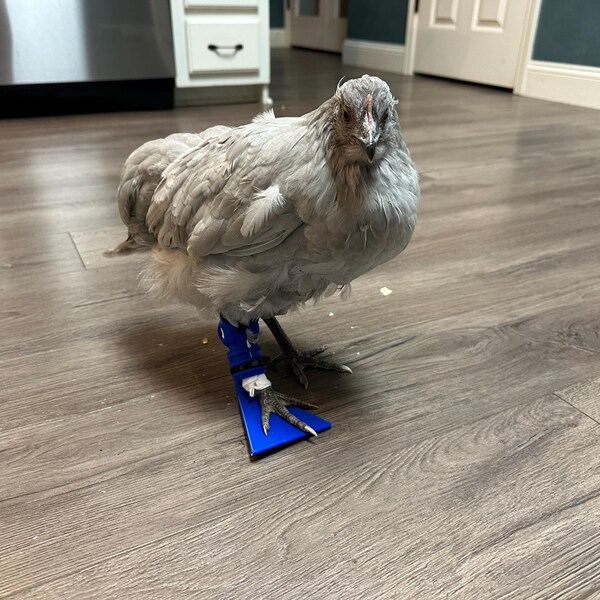 Full Leg and Foot Splint for Chicken or Duck - Etsy