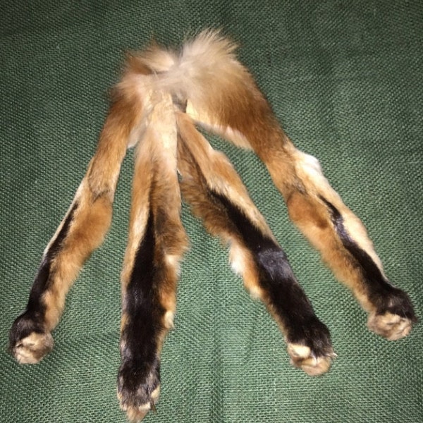 Set of 4 Red Fox Paws With Legskins Tanned 7-10 598 - Etsy