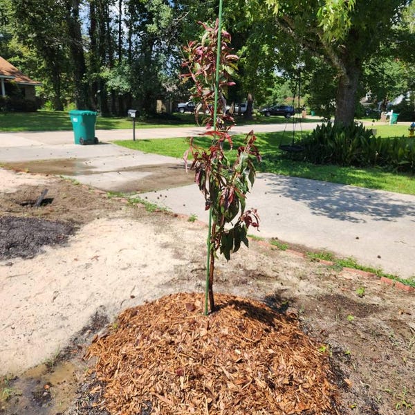 Tall Grafted 'giant Fuyu' Persimmon Tree - Fast Fruit Bearing - Rare ...