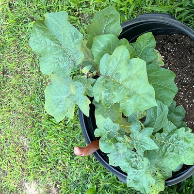 Live Chinese Keys Plant, Boesenbergia Rotunda, Fingerroot Live Plant ...