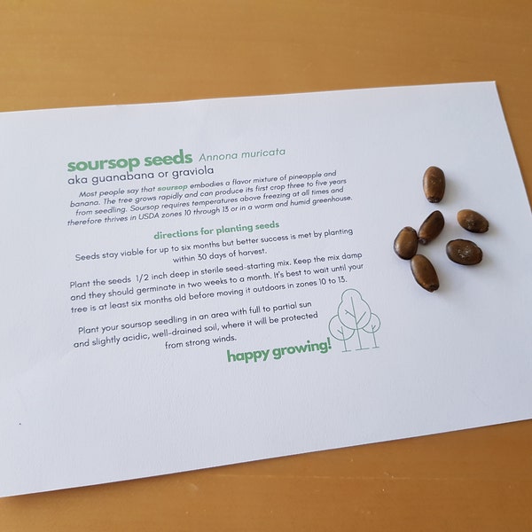 Miracle Fruit Seeds 3 Count - Etsy