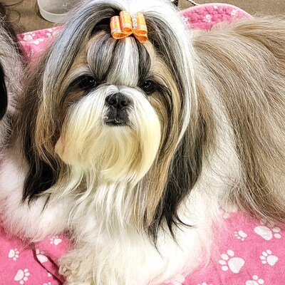 Dog Bows & More zeva Topknot Show Bow. Shih Tzu Show Bow, Yorkie Show ...