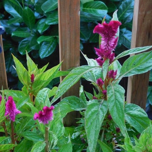 25 Rare Dark Blue Kalanchoe Seeds Succulent Flower Seed - Etsy