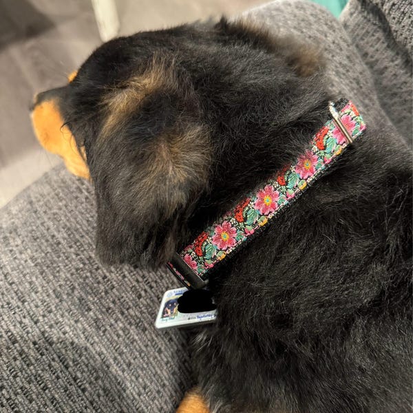 Chili Peppers Ribbon Dog Collar - Etsy
