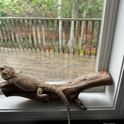 20 Manzanita Log, Aquarium Wood, Reptile Wood, Terrarium Basking Perch ...