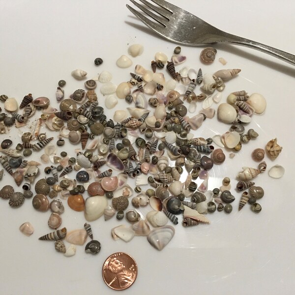 Small Shell Mix-1/4"-3/4”-tiny Shell Mix-craft Seashells-small ...