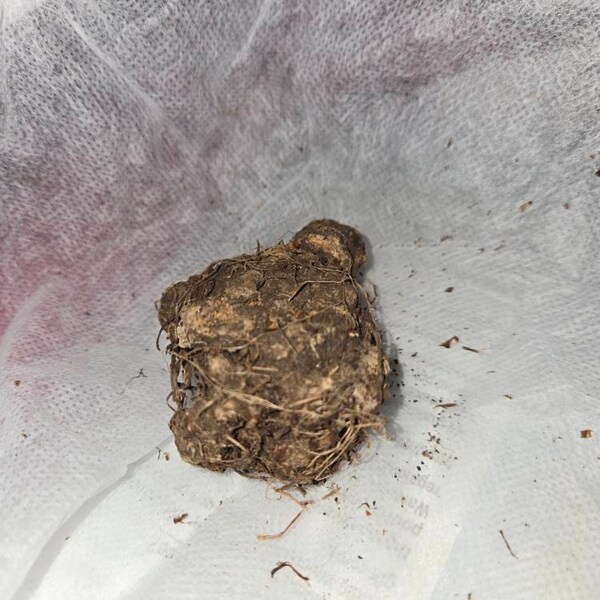 Pink Princess Symphony Caladium Live Bulb, Starter Plant for Spring ...