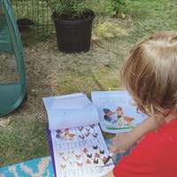 PENGUINS Unit Study, Life Cycle, Anatomy, Nature Study, Science ...