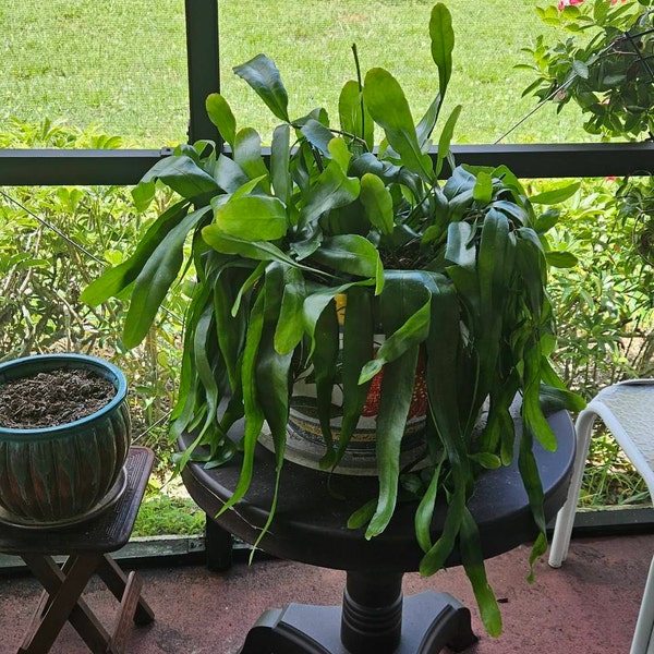 PSYCHIC VAMPIRE REPELLENT Protection Mist Gem-infused Aromatherapy ...