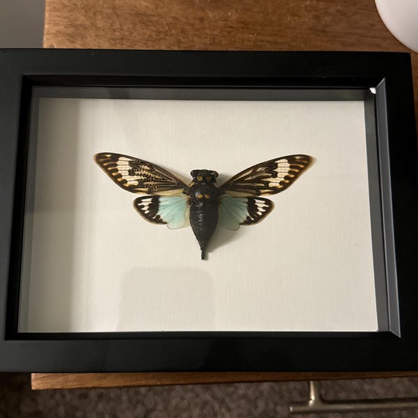 Beetle Sitting on Toilet Dung Beetle Insect Art Diorama 6x8 - Etsy