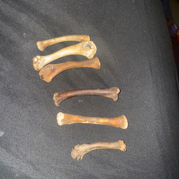 Aged Bone Set for Divination - Throwing Bones Set - Bones for Craft ...