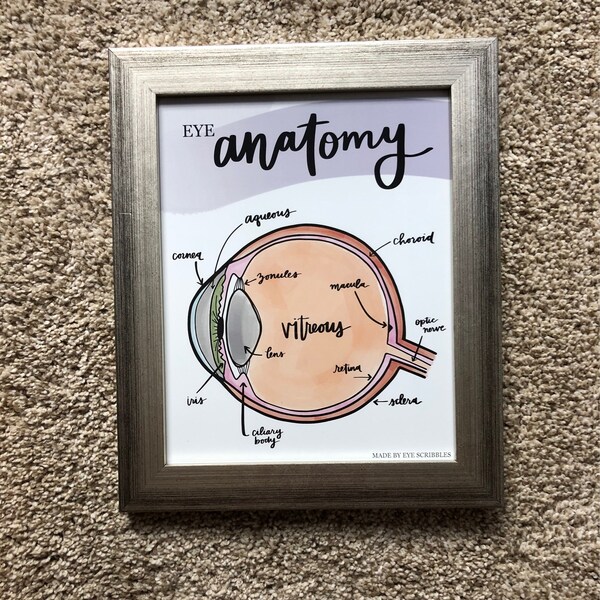 Eye Anatomy Poster: Educational Optometry Art - Etsy