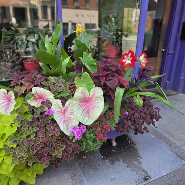 Caladium 'mint Julep' Size #1( 1 Bulb/larger 1-1/2" to 2-1/2") **new ...