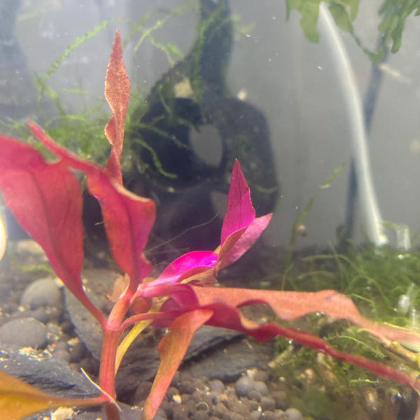 2 Bucephalandra Micro Plants Live Aquarium Plants Free S/h Live Aquatic ...