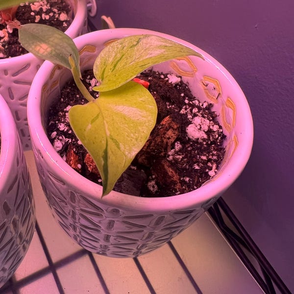 Epipremnum Aureum Teruno Robin - Rare Japanese Pothos - Terunoworld ...