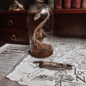 Sphinx Skeleton, Curiosity Cabinet - Etsy