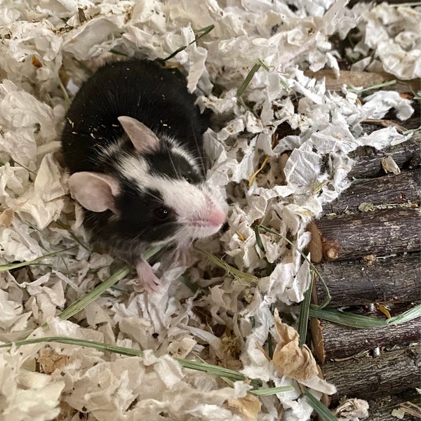 Hamster, Gerbil, Rat, and Mouse Forage Mix - Etsy