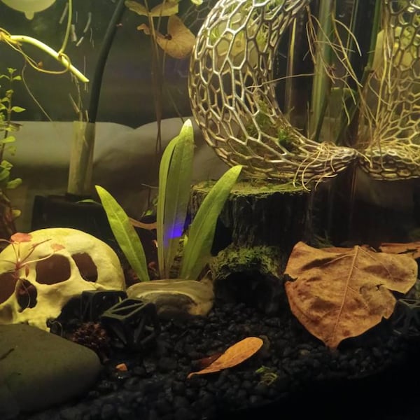 Crescent Moon Aquarium Decoration Shrimp Hide Fish Hide - Etsy