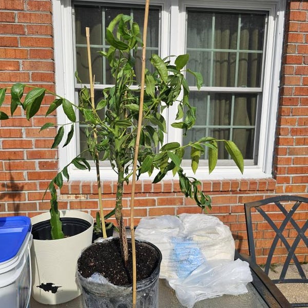 June Plum Dwarf, Ambarella Fruits, Jewel Plums in 10" Pot, Kedondong ...