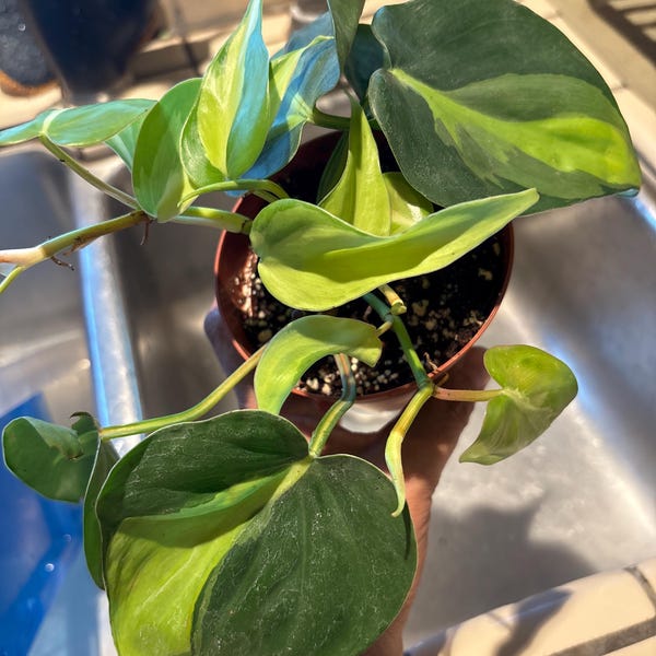Philodendron Brazil in a 4" Nursery Pot - Variegated Pothos Plant ...