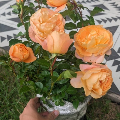 Lady Candle 雪花肥牛, 蜡烛公主 レディキャンドル Japanese Rose Own Root - Etsy