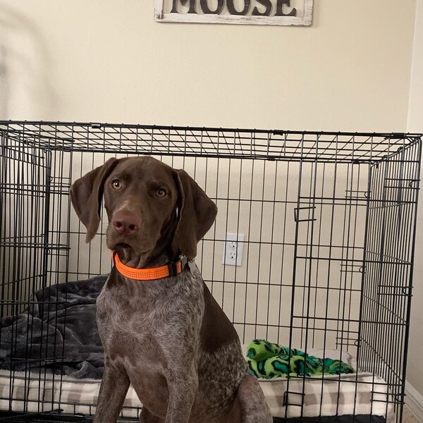 GSP Home Decor | GSP Door Hanger | German Shorthaired Pointer Family ...