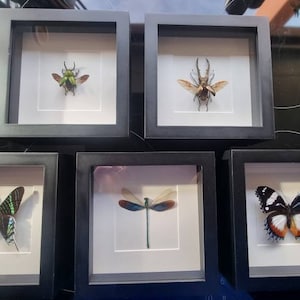 Real Atlas Moth Shadow Box Frame Framed Attacus Atlas Moth - Etsy