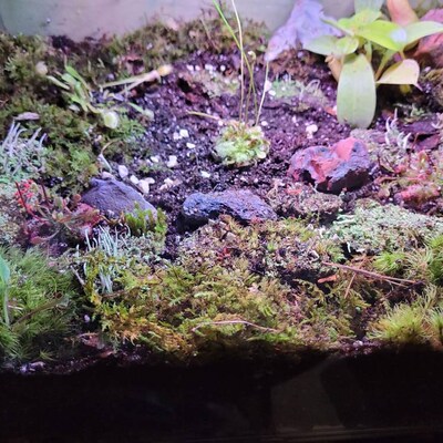 2 Pack Pixie Cup Live Lichen Moss for Terrariums Fairy Gardens Bonsai ...