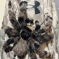 Realistic Tarantula Spider Poseable Shelf Decor Wall Mountable Faux ...