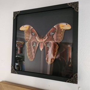 Real Framed Giant Atlas Moth Shadow Box Dried Butterfly Insect ...
