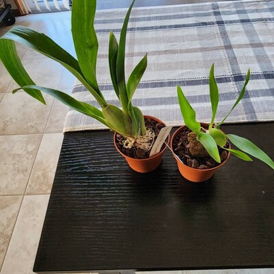 Oncidium Sharry Baby 'red Fantasy', Famous Orchid With Chocolate ...