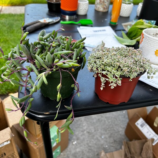 Ruby Necklace, String of Rubies, Little Pickles, Othonna Capensis ...