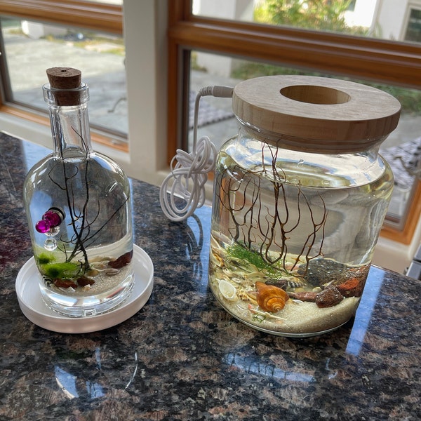 Large Shrimp Ecosphere - Closed Aquatic Ecosystem (glass, Natural ...