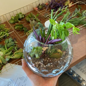 Succulent Gift Box Mix Kit for propagation diy succulent | Etsy