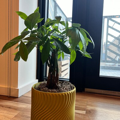 The Estrella Planter Drainage Hole and Tray Modern Indoor Plant Pot 3D ...
