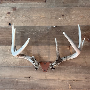 No Drill Shed Antler Mount Hanger Deer Antlers NOT Included - Etsy